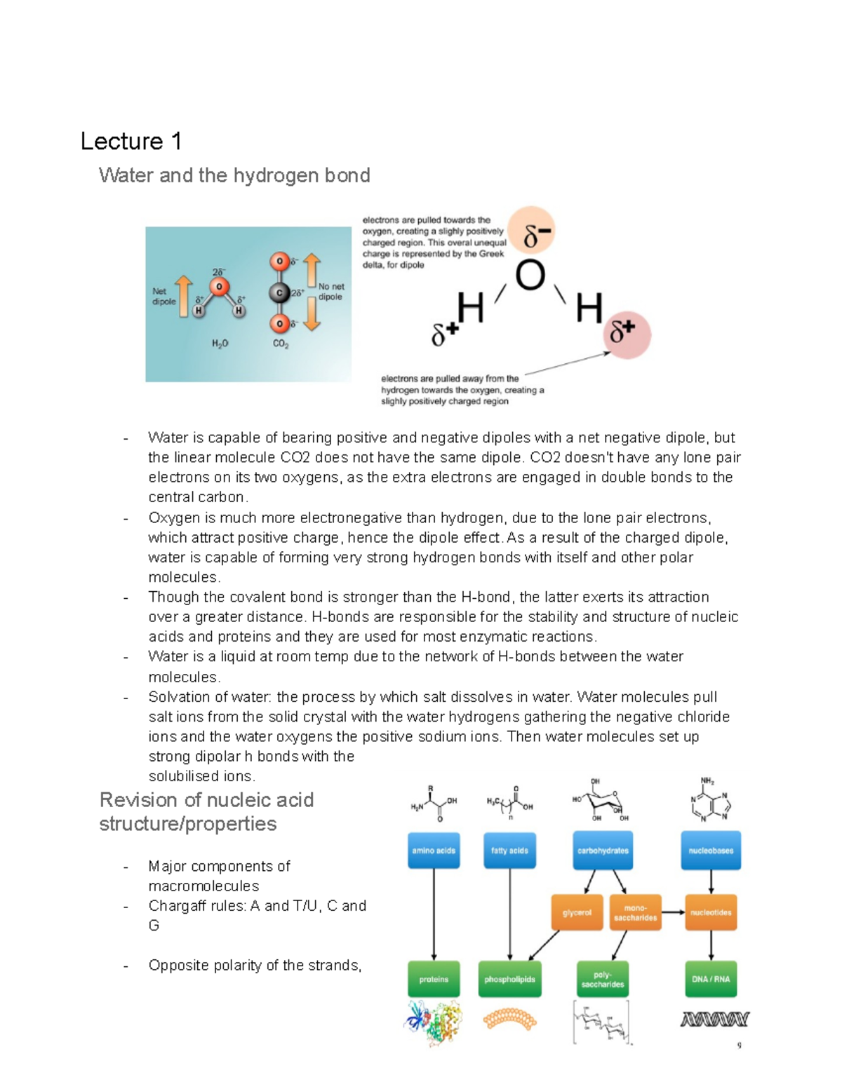Molecular bio notes - Lecture 1 Water and the hydrogen bond Water is ...