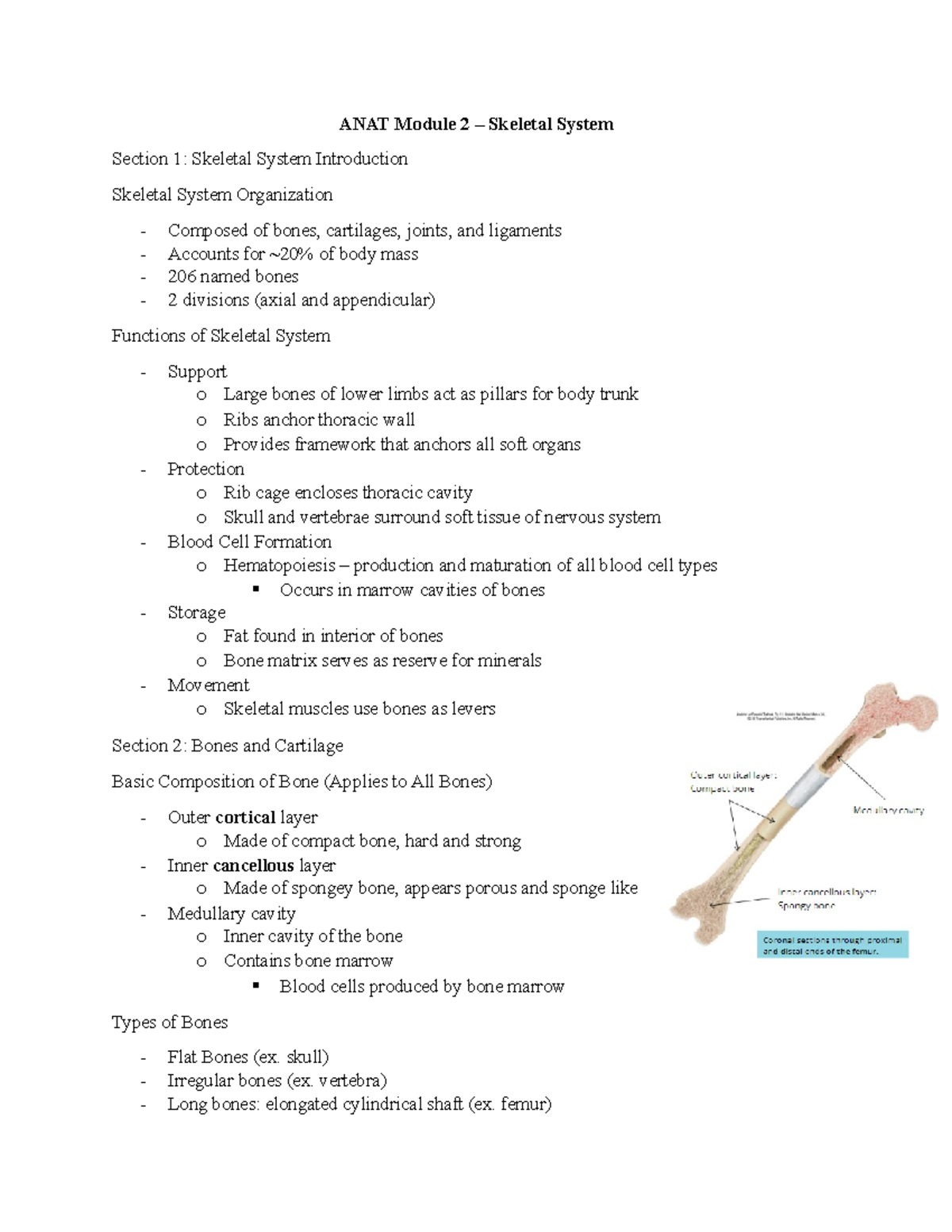 ANAT Module 2 Notes - ANAT Module 2 – Skeletal System Section 1 ...