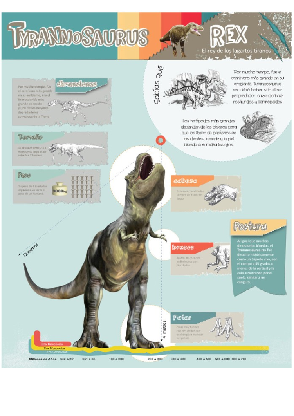 T-rex - nose - TRANNOSAURUS REX El Frey de los lagartos tiranos The Por ...