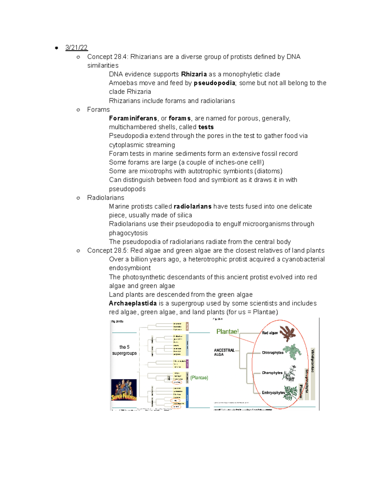 Exam 3 Notes - Professor: Dr. Demastes - 3/21/ Concept 28: Rhizarians ...