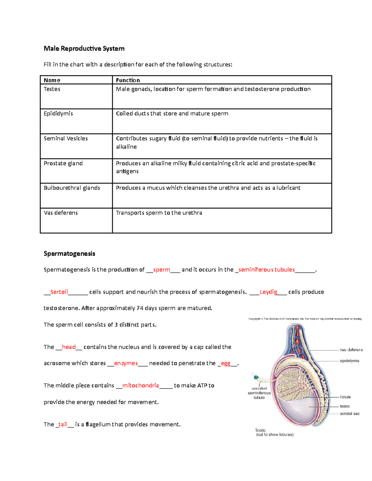 Reproductive System activity answers - Male Reproductive System Fill in ...