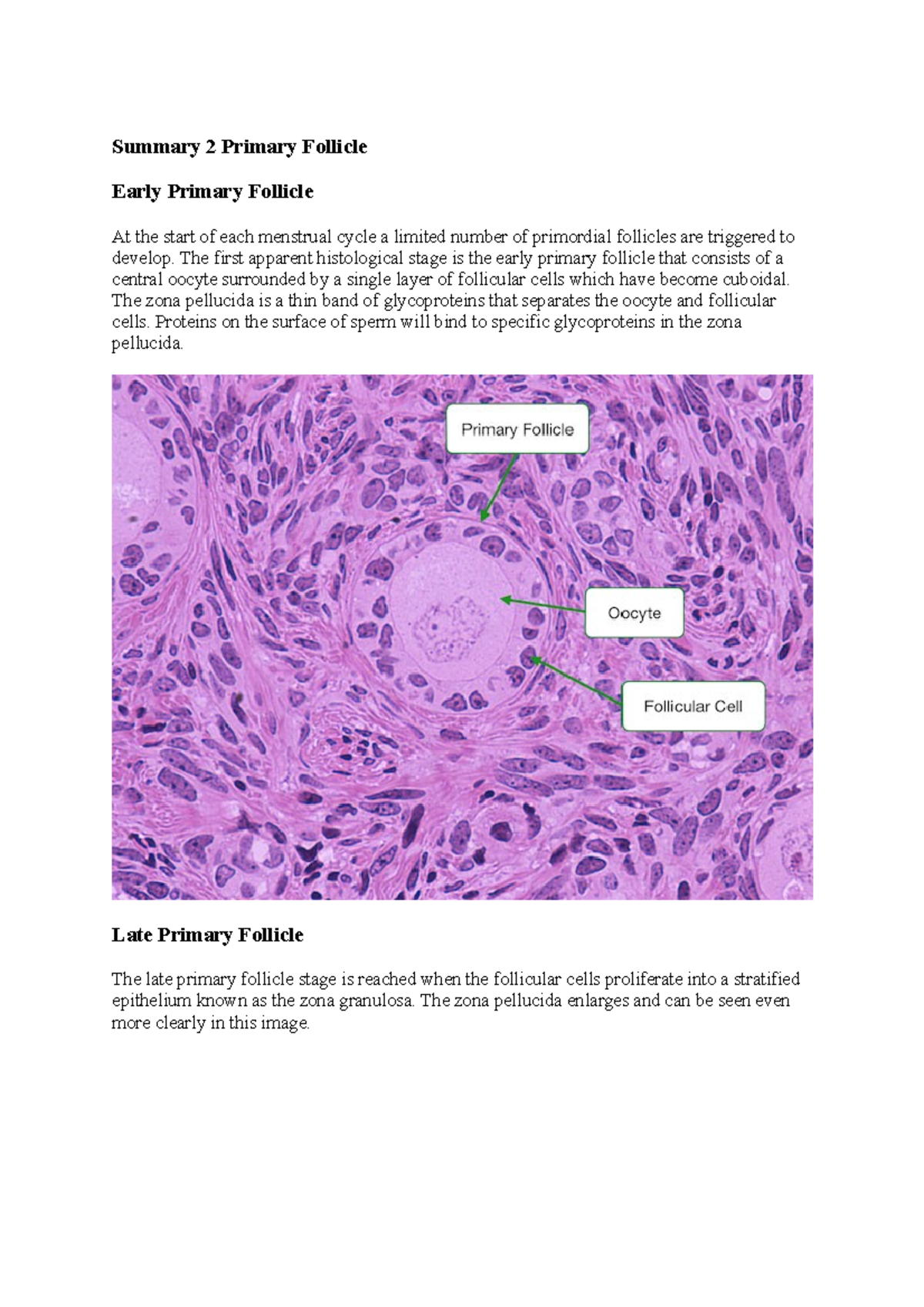 Primary Follicle Summary - BIOL30001 - Unimelb - Studocu