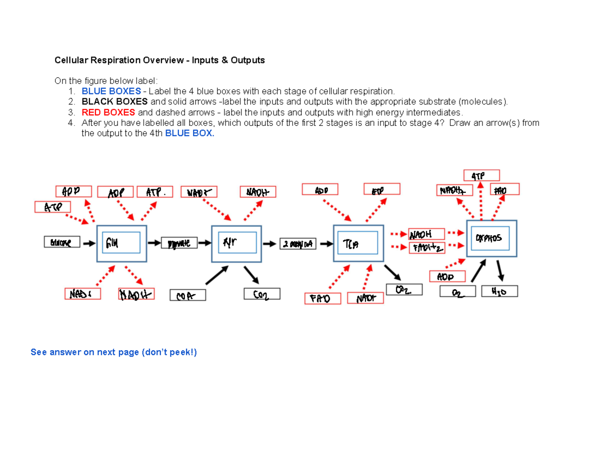 Copy of Cellular Respiration Overview - Inputs Outputs - Cellular Respiration Overview - Inputs ...