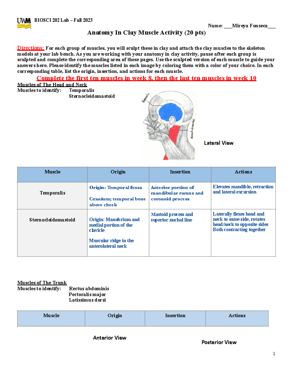 Anatomy In Clay Muscle Activity - Fall 2023 - Name: Mireya Fonseca ...