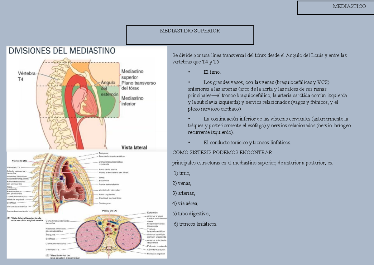 Mediastino Superior - Les comparto resúmenes de anatomía del libro de ...