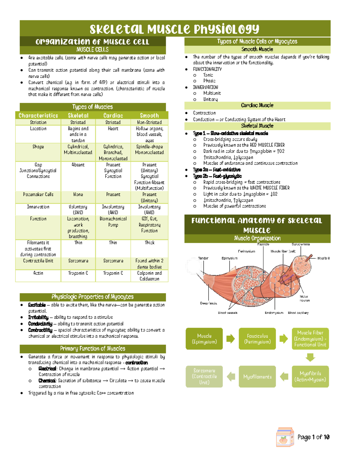 Skeletal-Muscle-Physiology - Skeletal Muscle Physiology Organization of ...