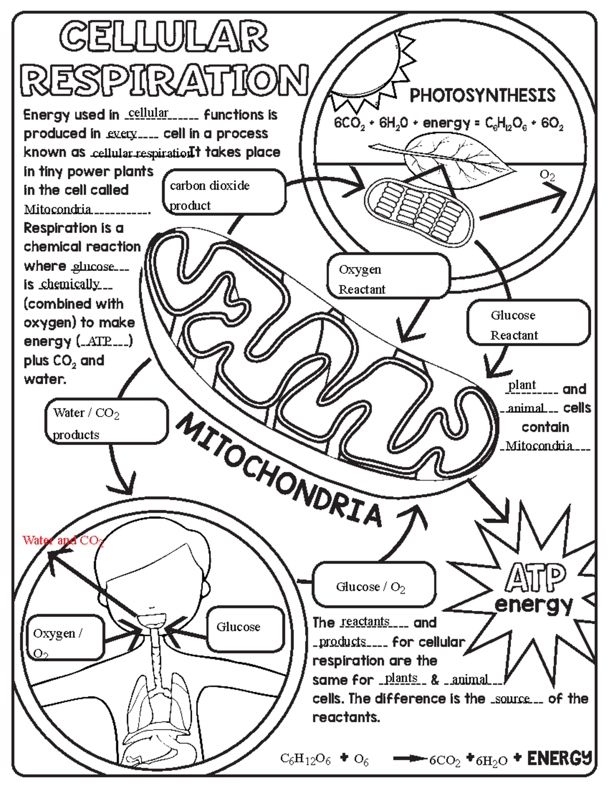 Evan Russell - Cellular Respiration Doodle Notes - M I T O C H O N DR ...