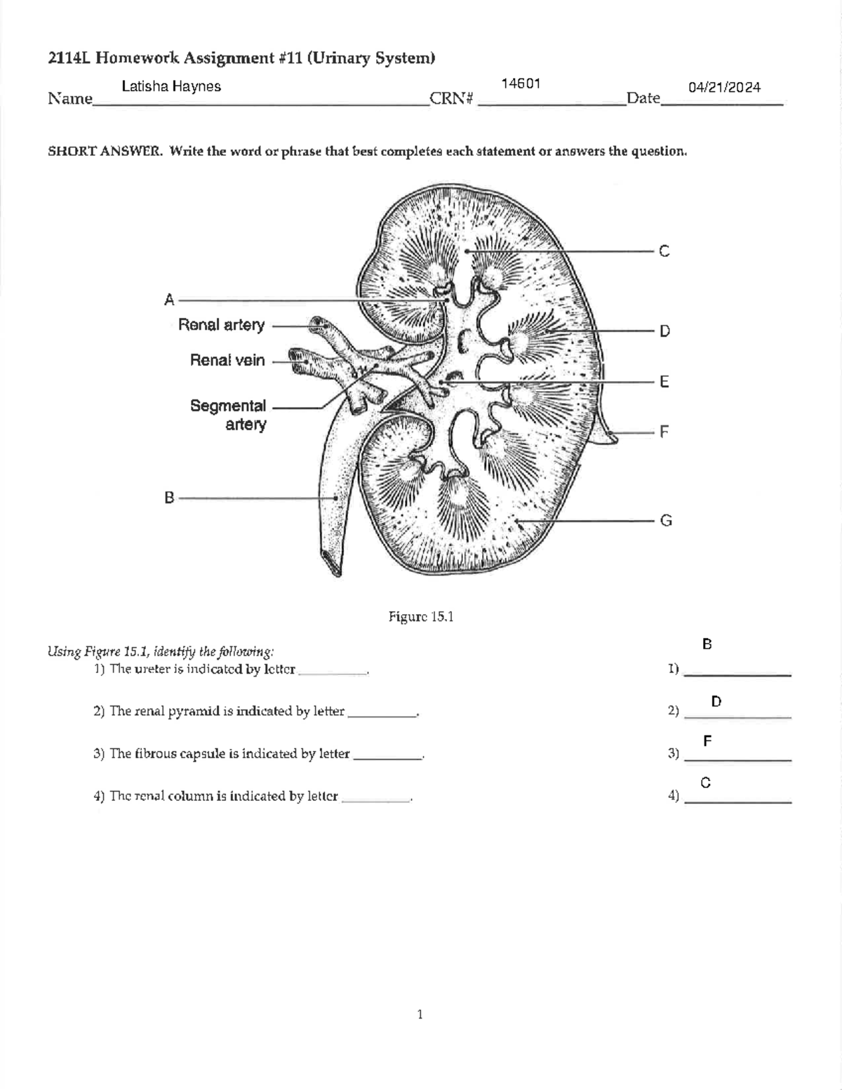 2114L Homework Assignment #11 Urinary System - BIOL2114 - Studocu