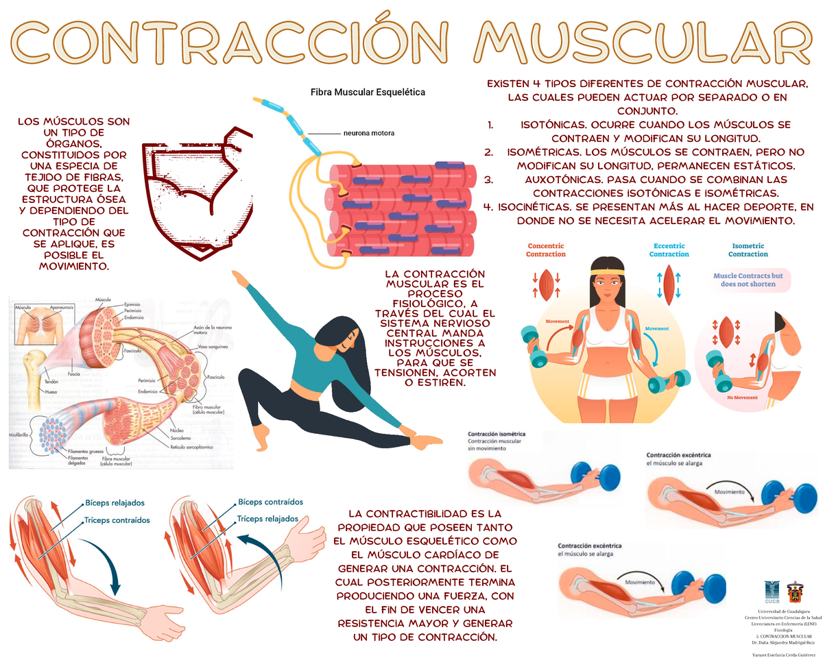 Contracción muscular - LOS MÚSCULOS SON UN TIPO DE ÓRGANOS ...