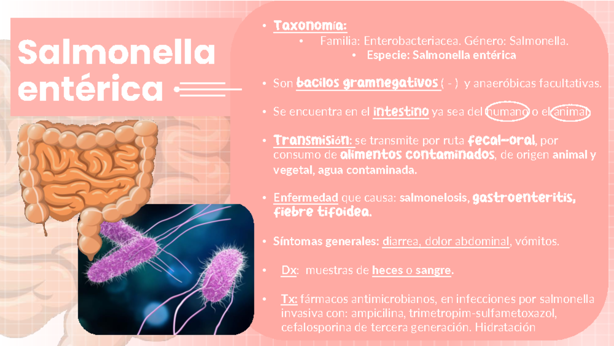 Salmonella entérica - Salmonella entérica í Familia: Enterobacteriacea ...