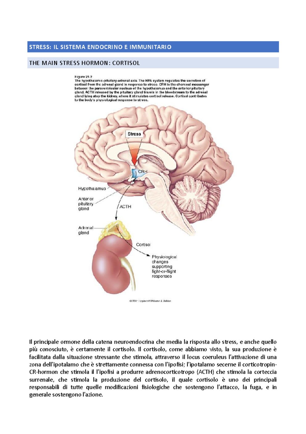 Stress: il sistema endocrino e immunitario - STRESS: IL SISTEMA ...