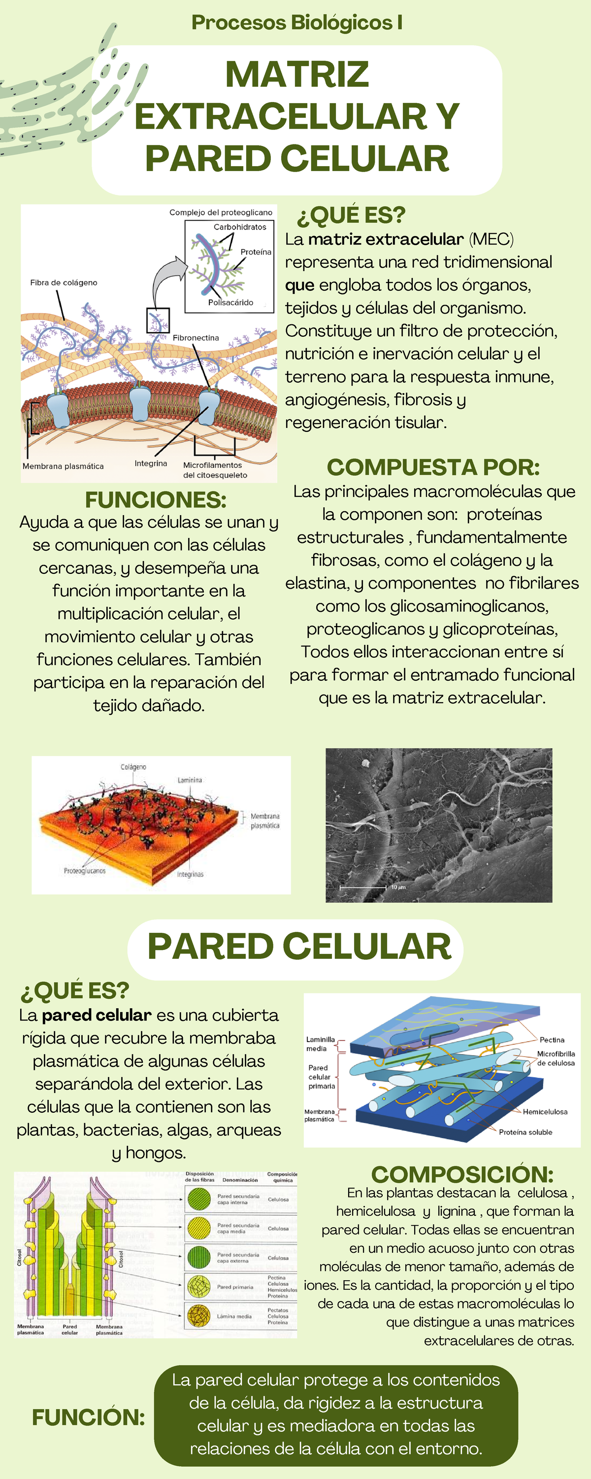 Matriz Extracelular Y Pared Celular - MATRIZ EXTRACELULAR Y PARED ...