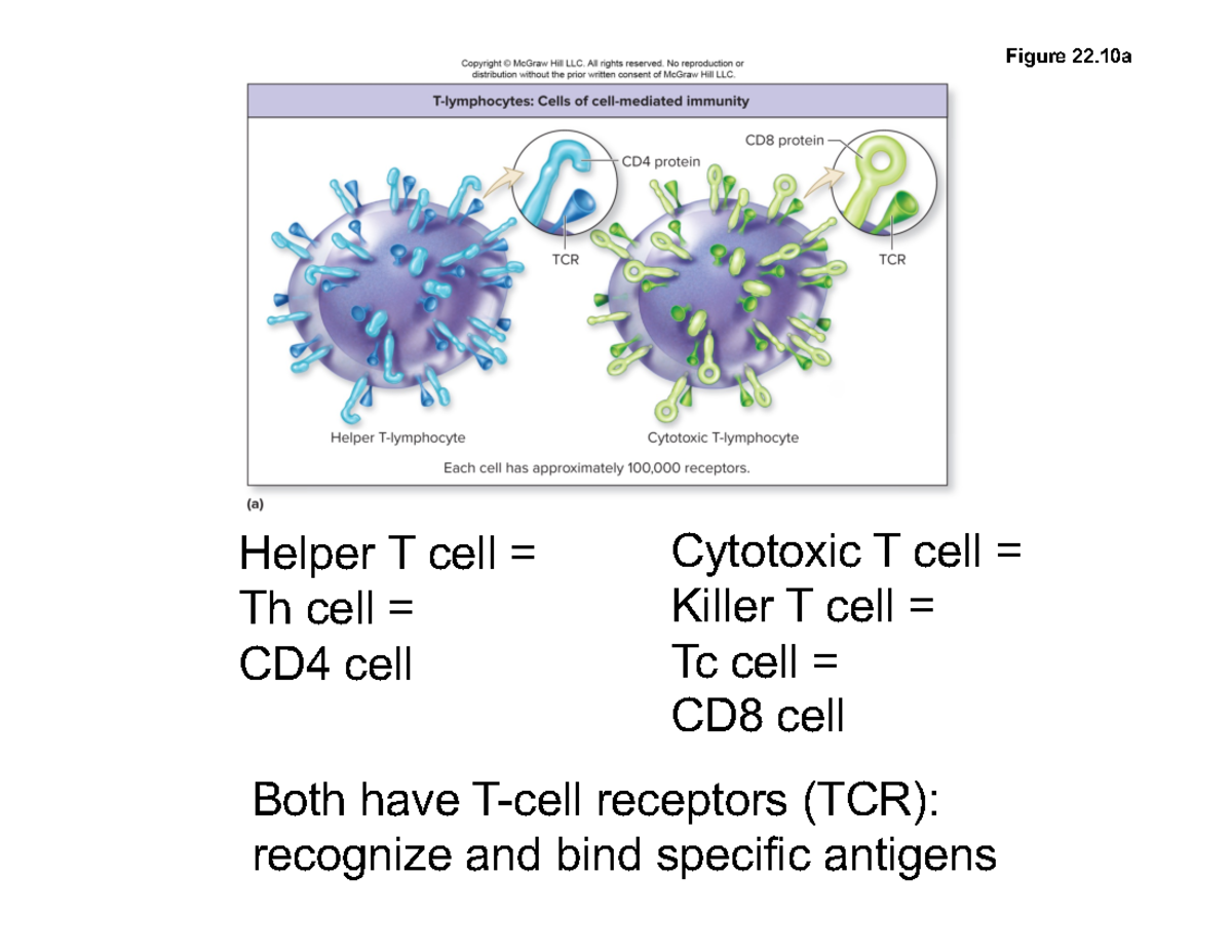 7 Immune system 2 annotated MID2 - Figure 22 Helper T cell = Th cell ...