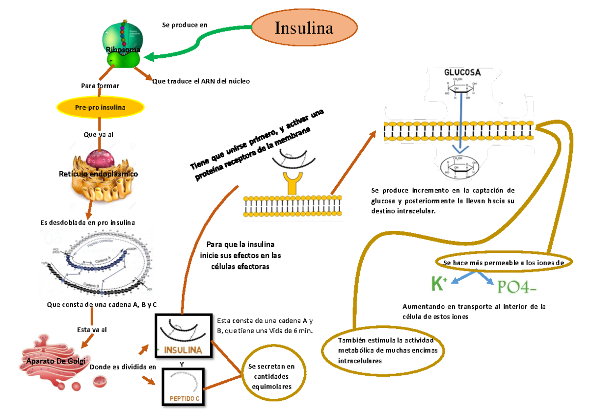 Esquema insulina y su receptor PDF (biología celular) - Insulina Ribosoma Se produce en Que ...