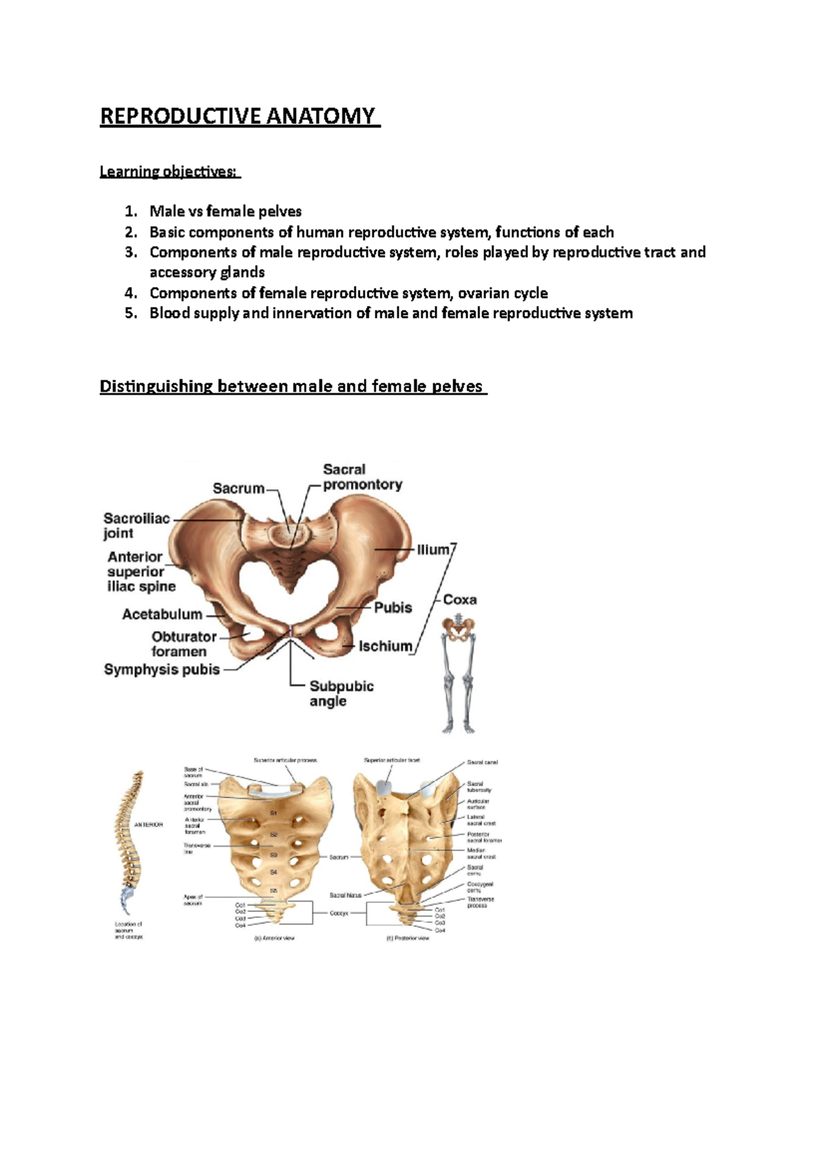 Reproductive anatomy - REPRODUCTIVE ANATOMY Learning objectives: Male ...
