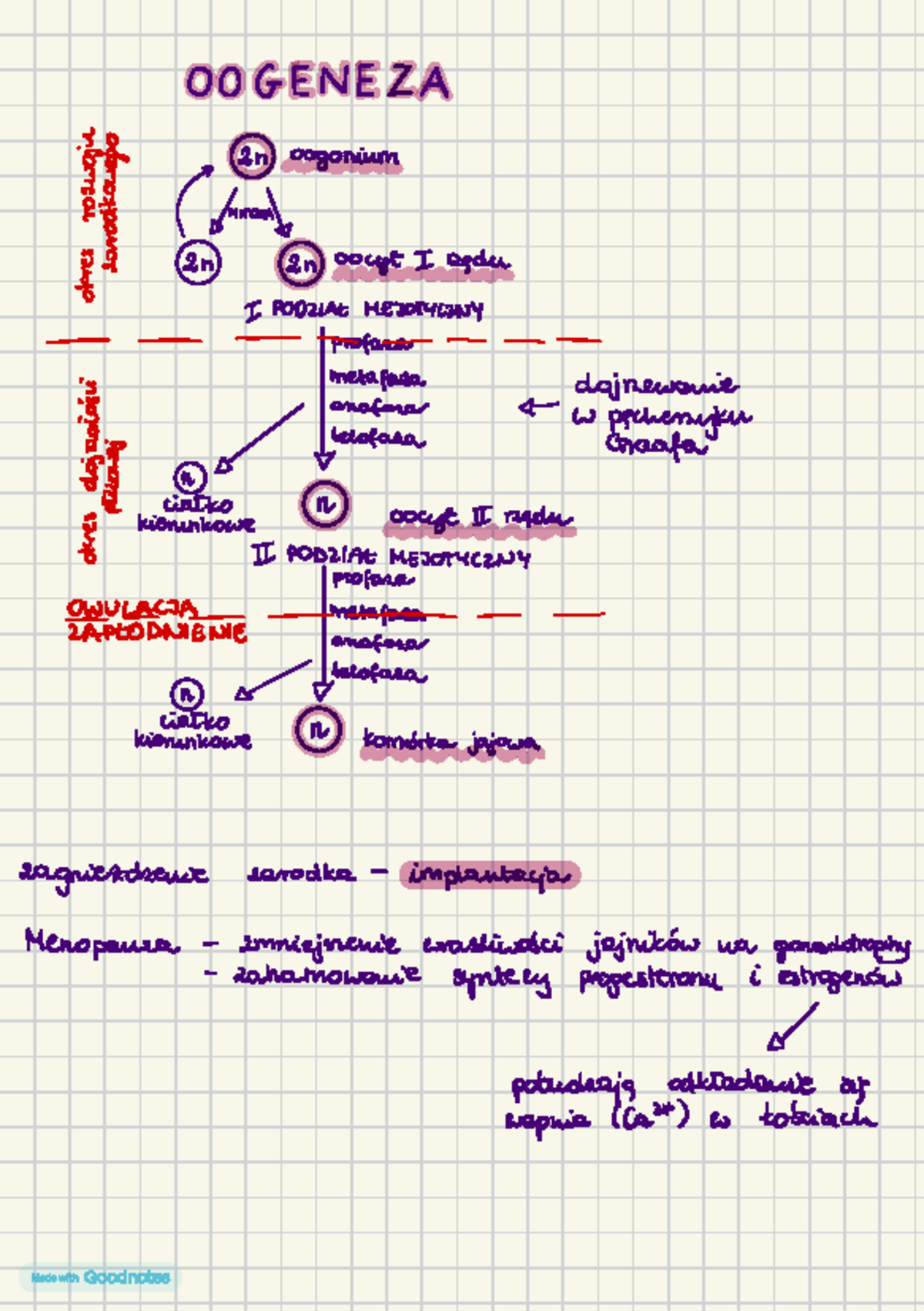 Biologia 3 - OOGENEZA 2n oogonium · Ye MITOZA H e 2n 2n ooiyt I redu ...