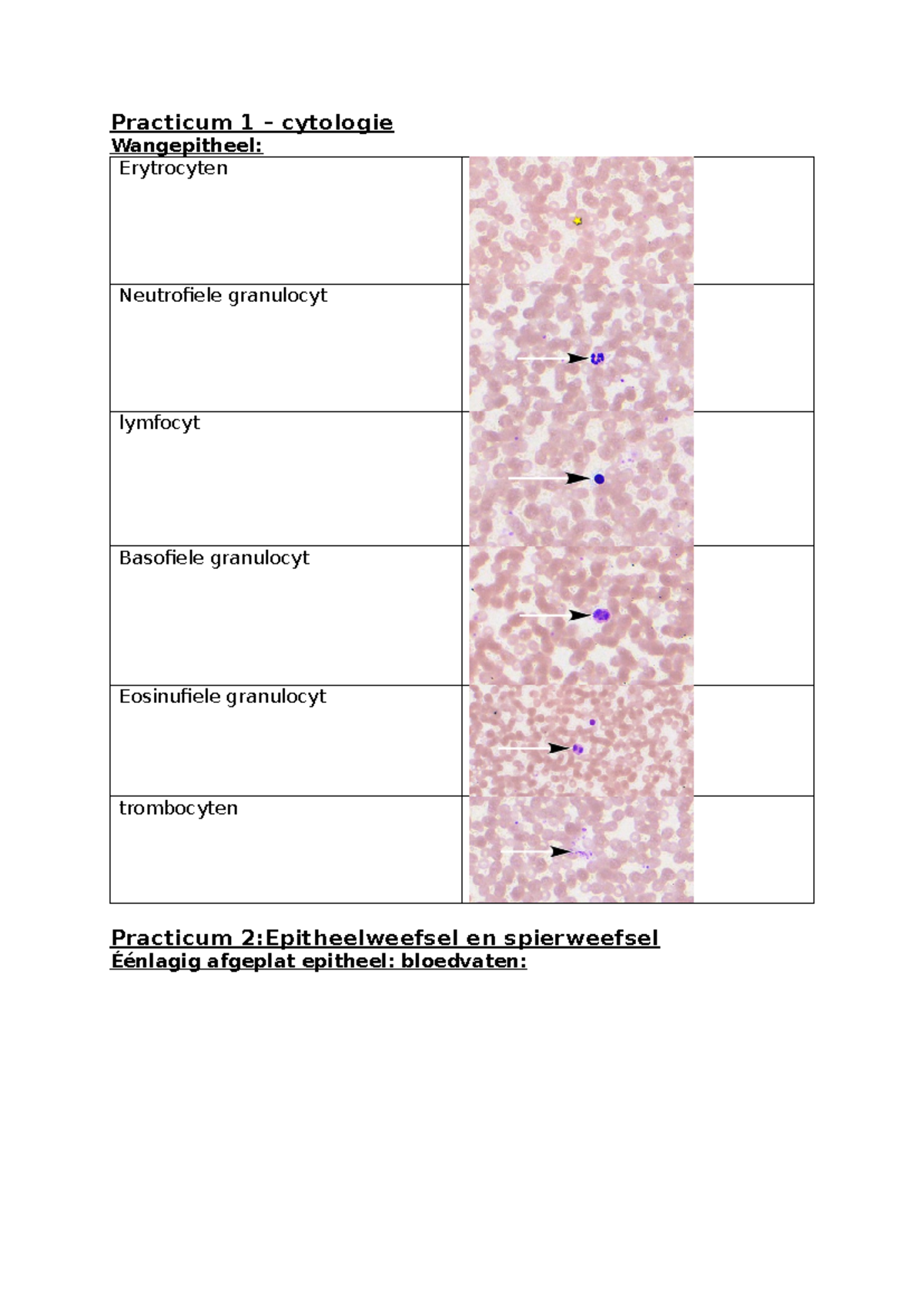 Foto's practicum - Practicum 1 – cytologie Wangepitheel: Erytrocyten Neutrofiele granulocyt ...