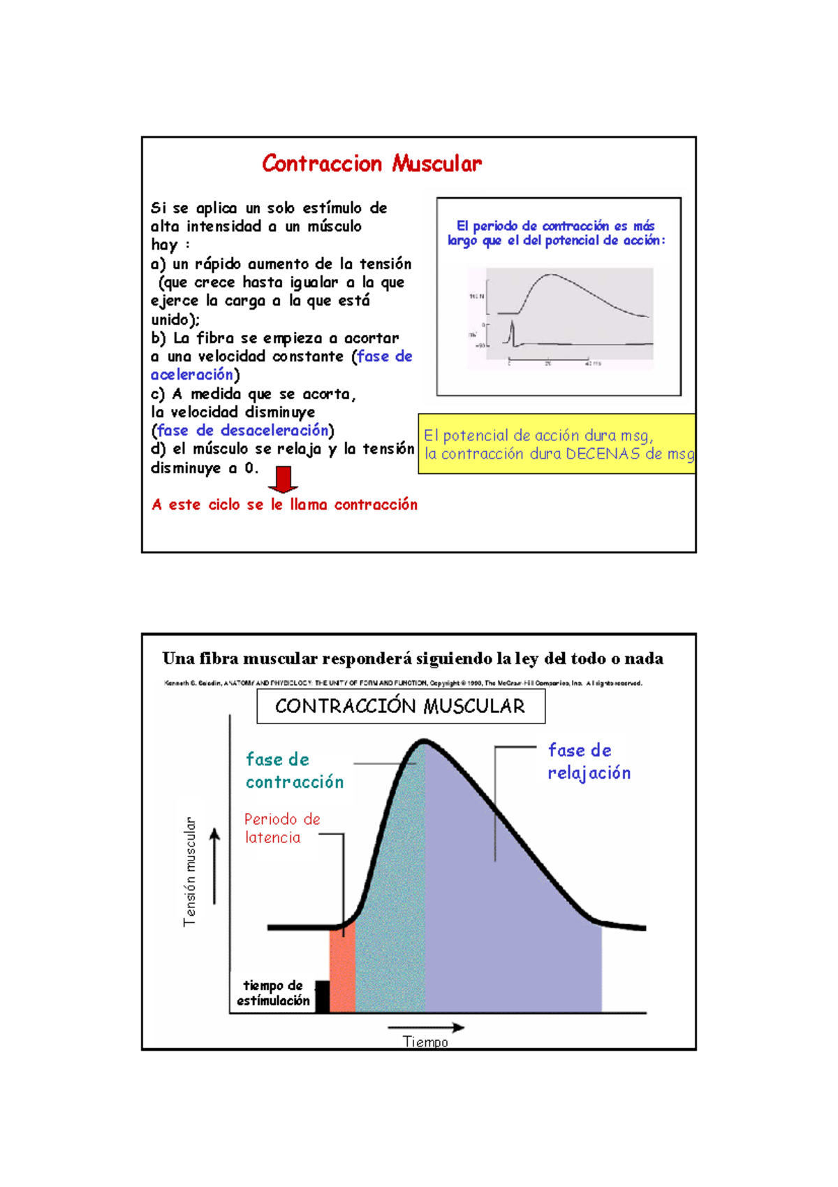 Contraccion Muscular - breve descripcion del proceso contractil ...