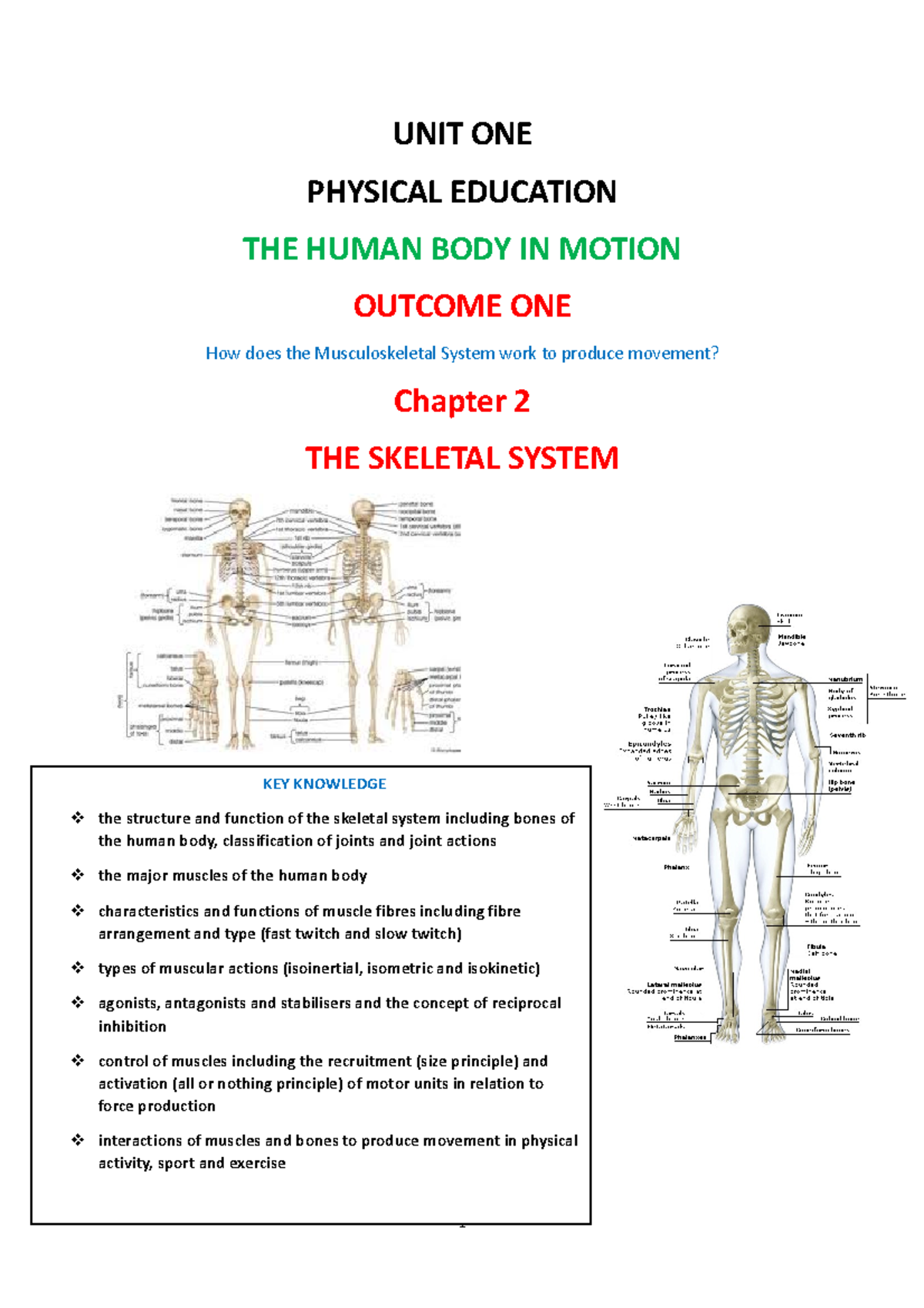 Chapter 2 The Skeletal System - UNIT ONE PHYSICAL EDUCATION THE HUMAN ...