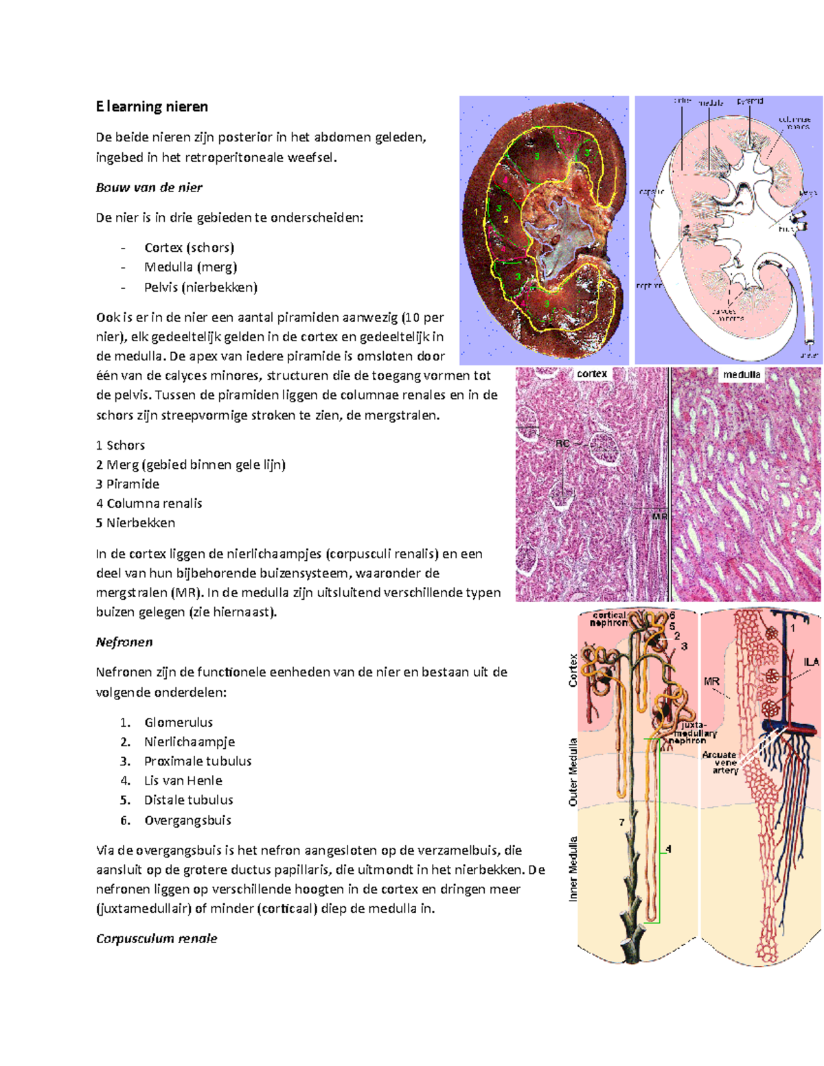 E learning nieren - Bouw van de nier De nier is in drie gebieden te ...