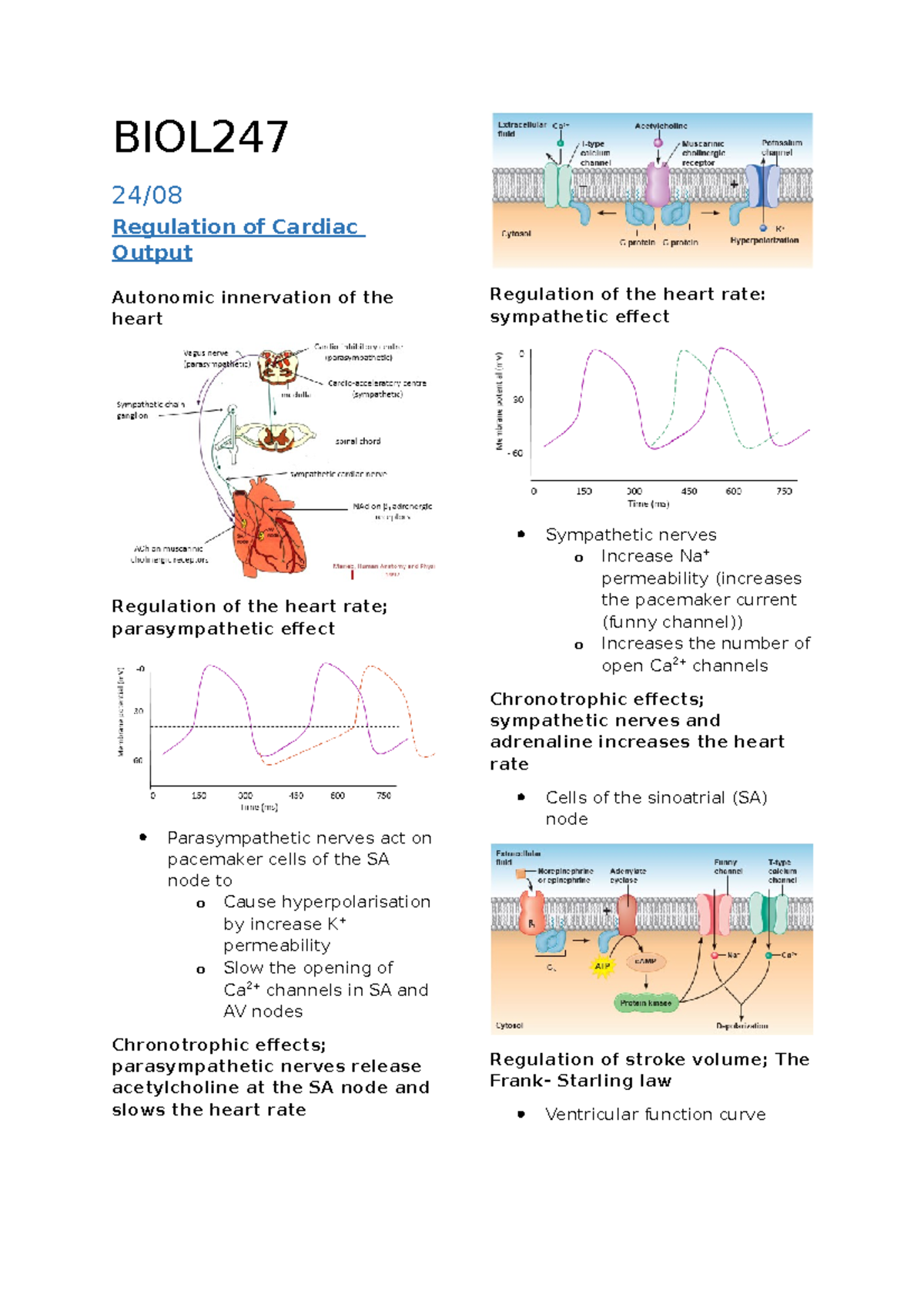 Lecture 8 - BIOL 24/ Regulation of Cardiac Output Autonomic innervation ...