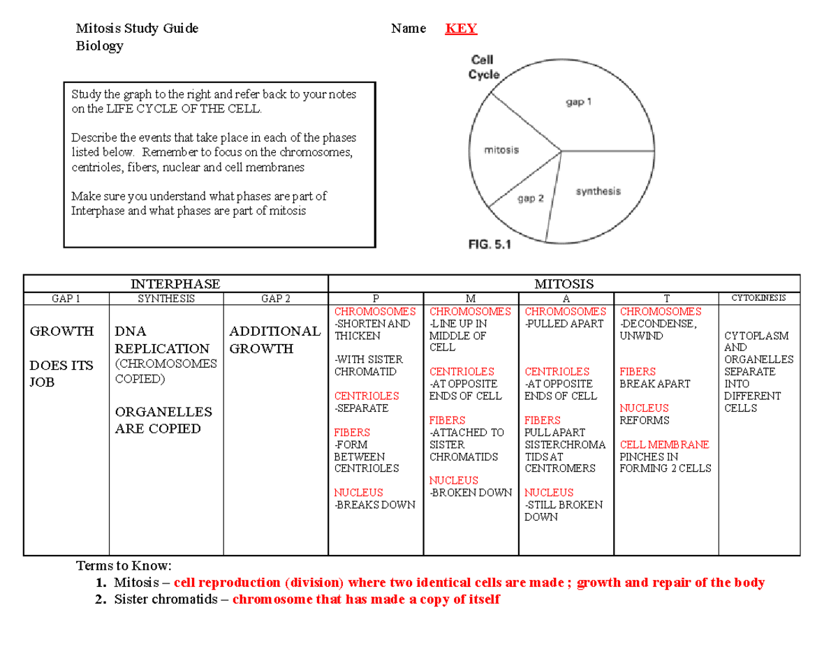 10A Mitosis Study Guide KEY 2015 - Mitosis Study Guide Name KEY Biology ...