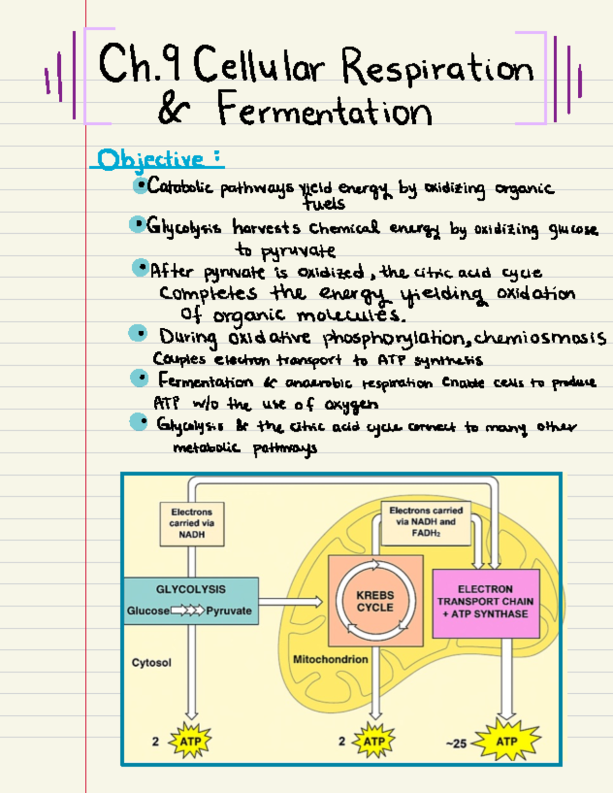 Chapter 9 Cellular Respiration And Fermentation - Ch Cellular ...