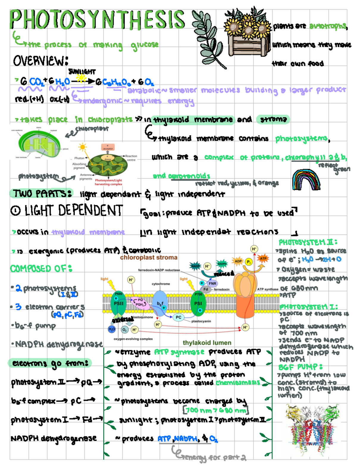 Photosynthesis - asdada - PHOTOSYNTHESIS plantsare autotrophs the ...