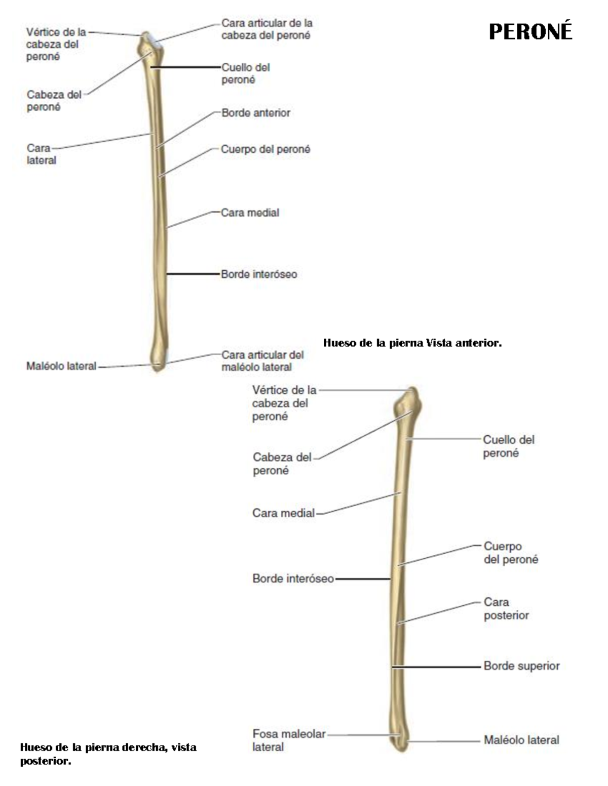 Perone CON Nombres - Parte estructural de - Anatomia Humana - Hueso de ...