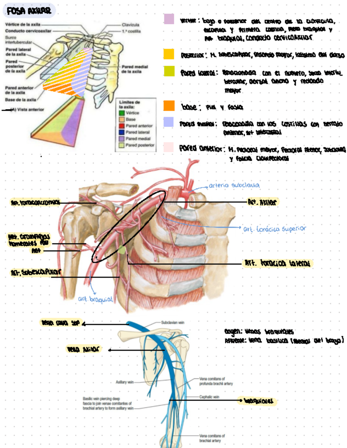 Anatomía Aplicada 3 240408 155931 - FOSA AXILAR Vertice : bajo o ...