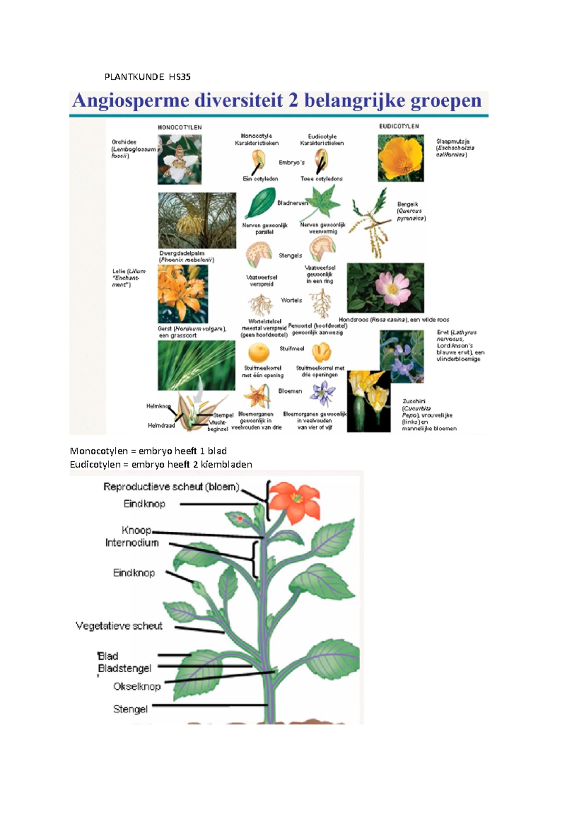 Plantkunde Samenvatting - PLANTKUNDE HS Monocotylen = embryo heeft 1 ...