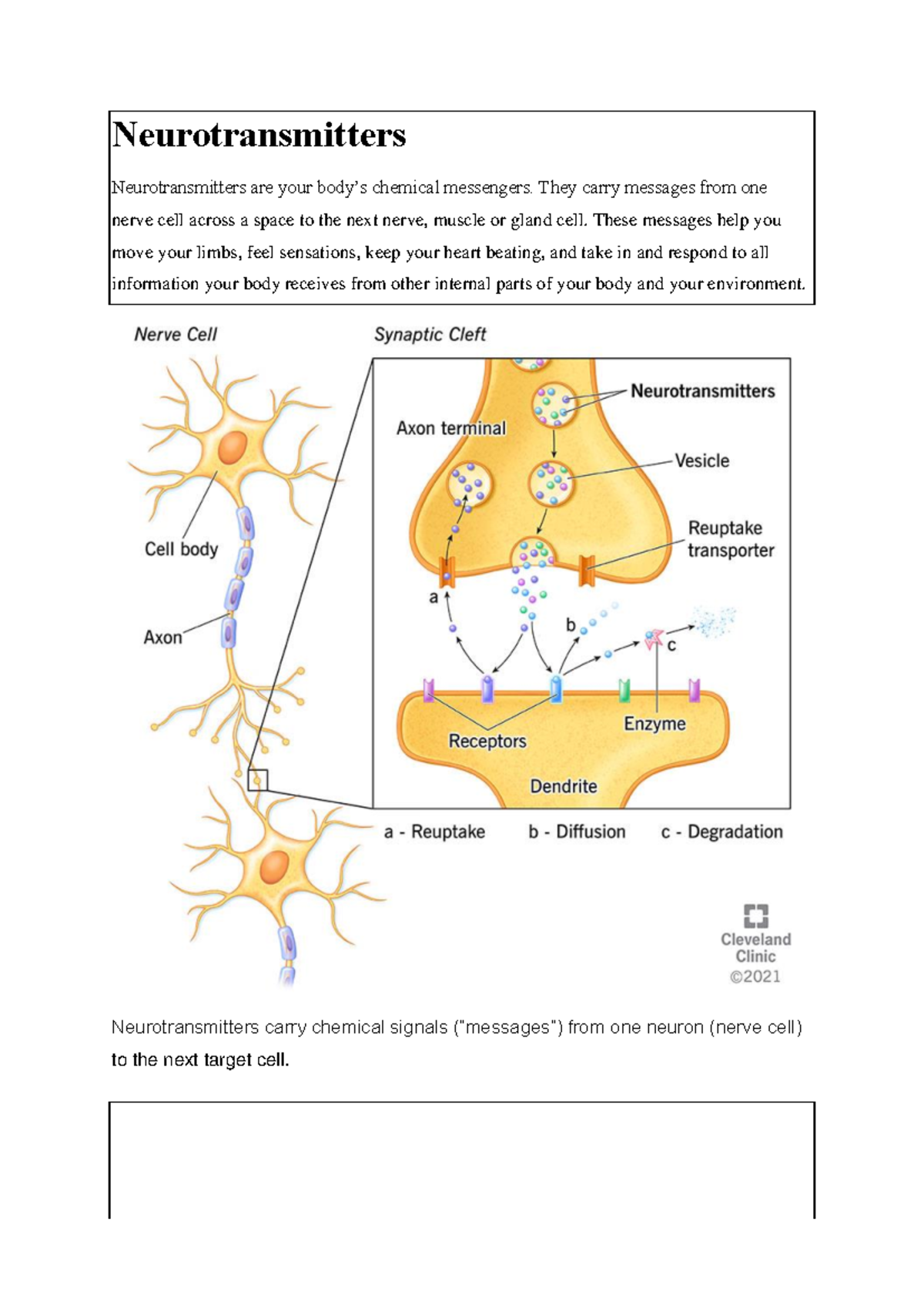 Module 3 Neurotransmitters - Neurotransmitters Neurotransmitters are ...