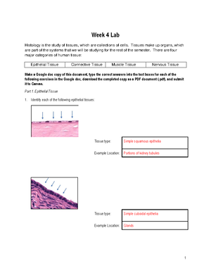 Week 4 Part 2 Histology Study Guide - Week 4, Part 2: Histology ...