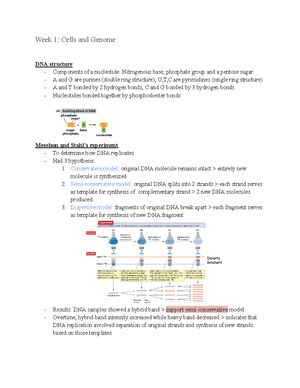 T01 Ans - tutorial and answer - BS1007 Tutorial 1 List the three specialized DNA sequences on ...