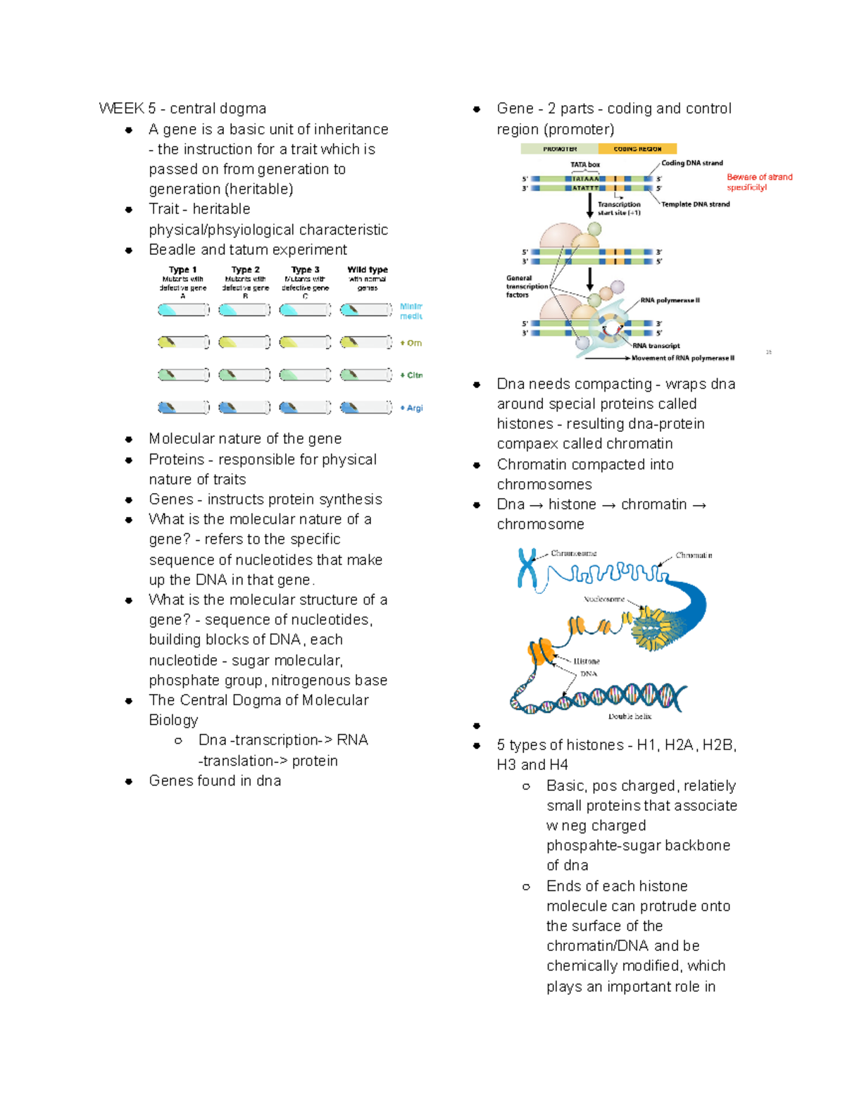 Minitest 2 cheatsheet - mini test - WEEK 5 - central dogma A gene is a ...