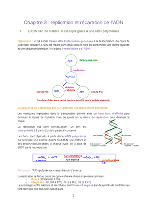 Chapitre 4 -Maturation ARN partie 1 - Chapitre 4 : Transcriptase et ...