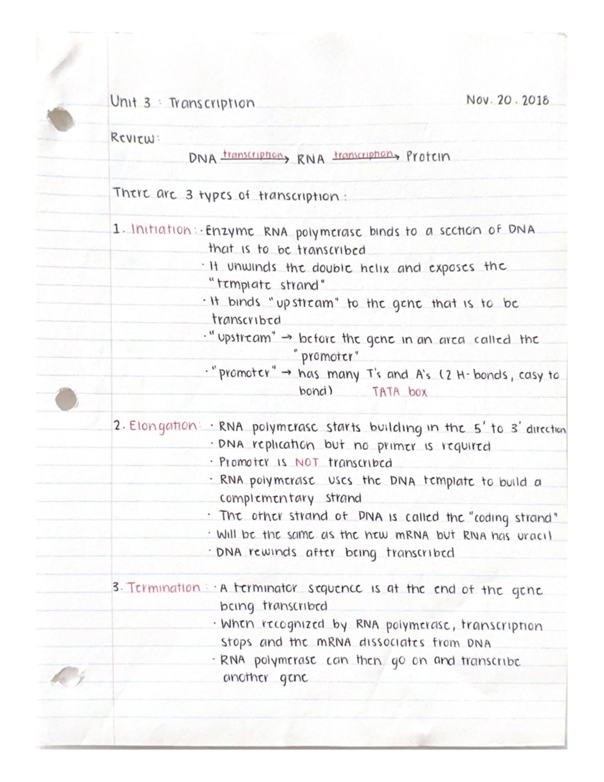 Transcription Review - Notes - Studocu