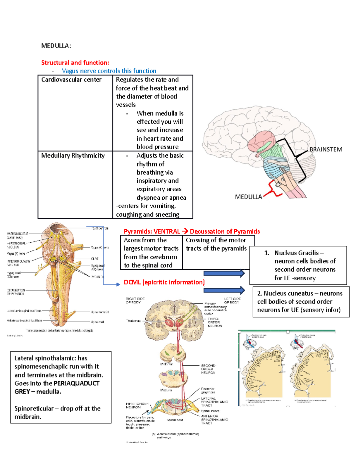 Medulla - MEDULLA: Structural and function: - Vagus nerve controls this ...