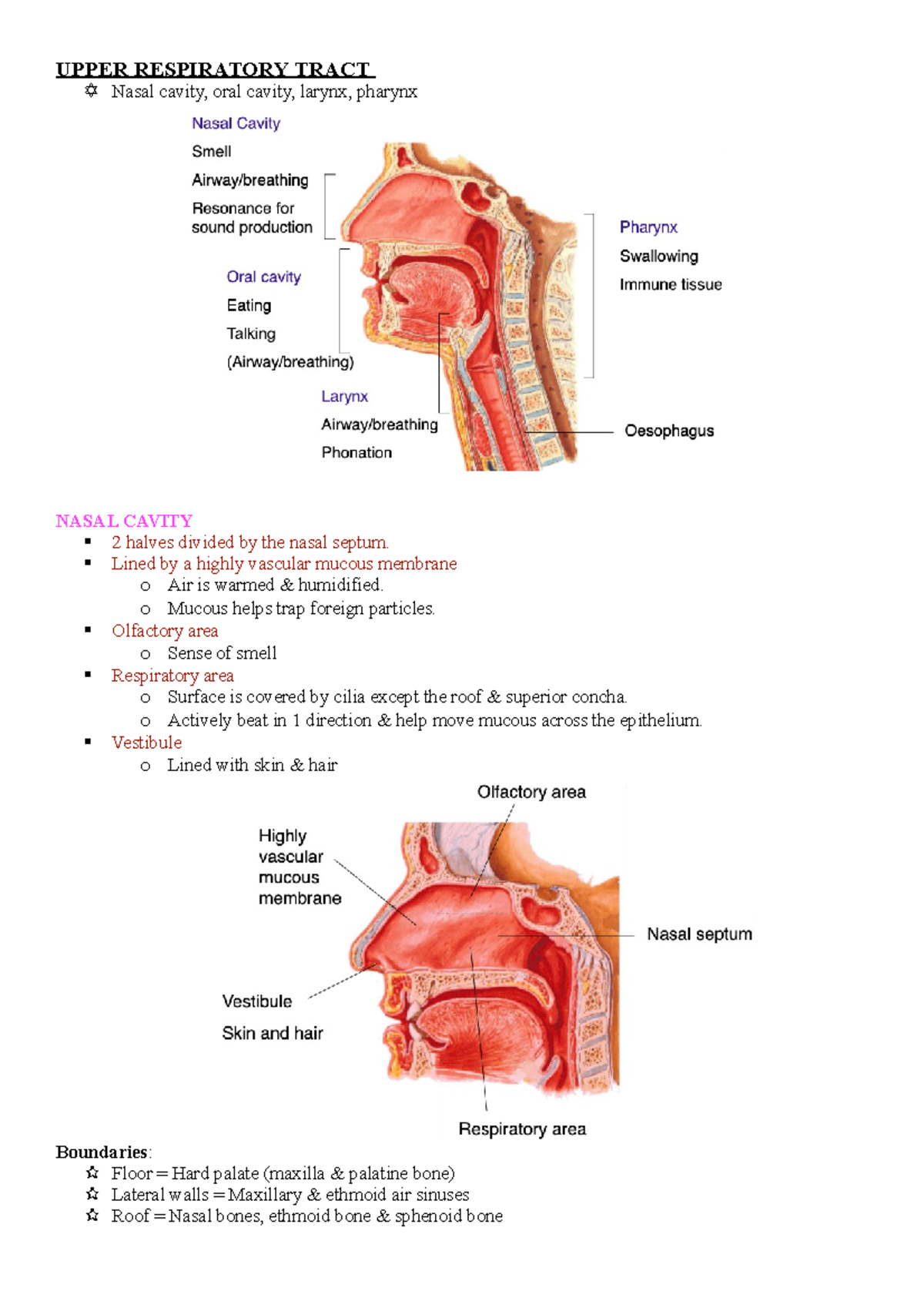 Respiratory Tract - UPPER RESPIRATORY TRACT Y Nasal cavity, oral cavity ...