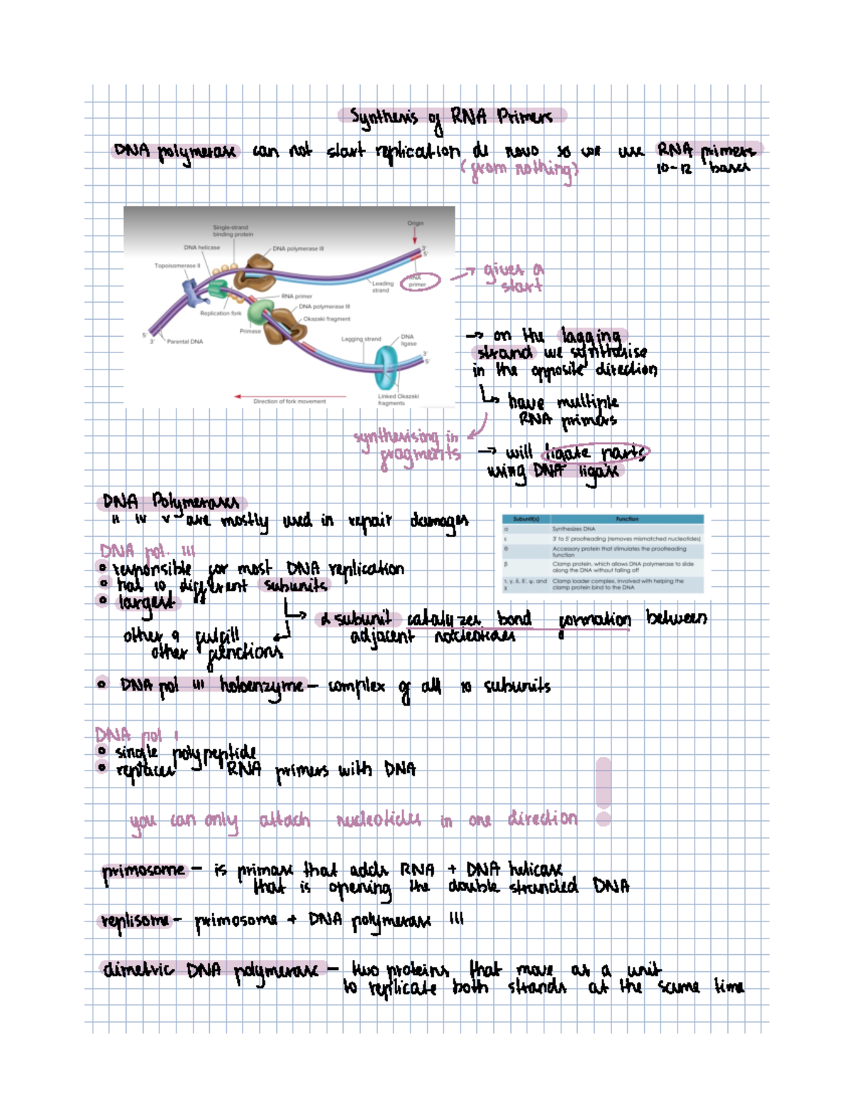 Chapter 11 - DNA Replication Part 2 - Synthesis of ####### RNAPrimers ...