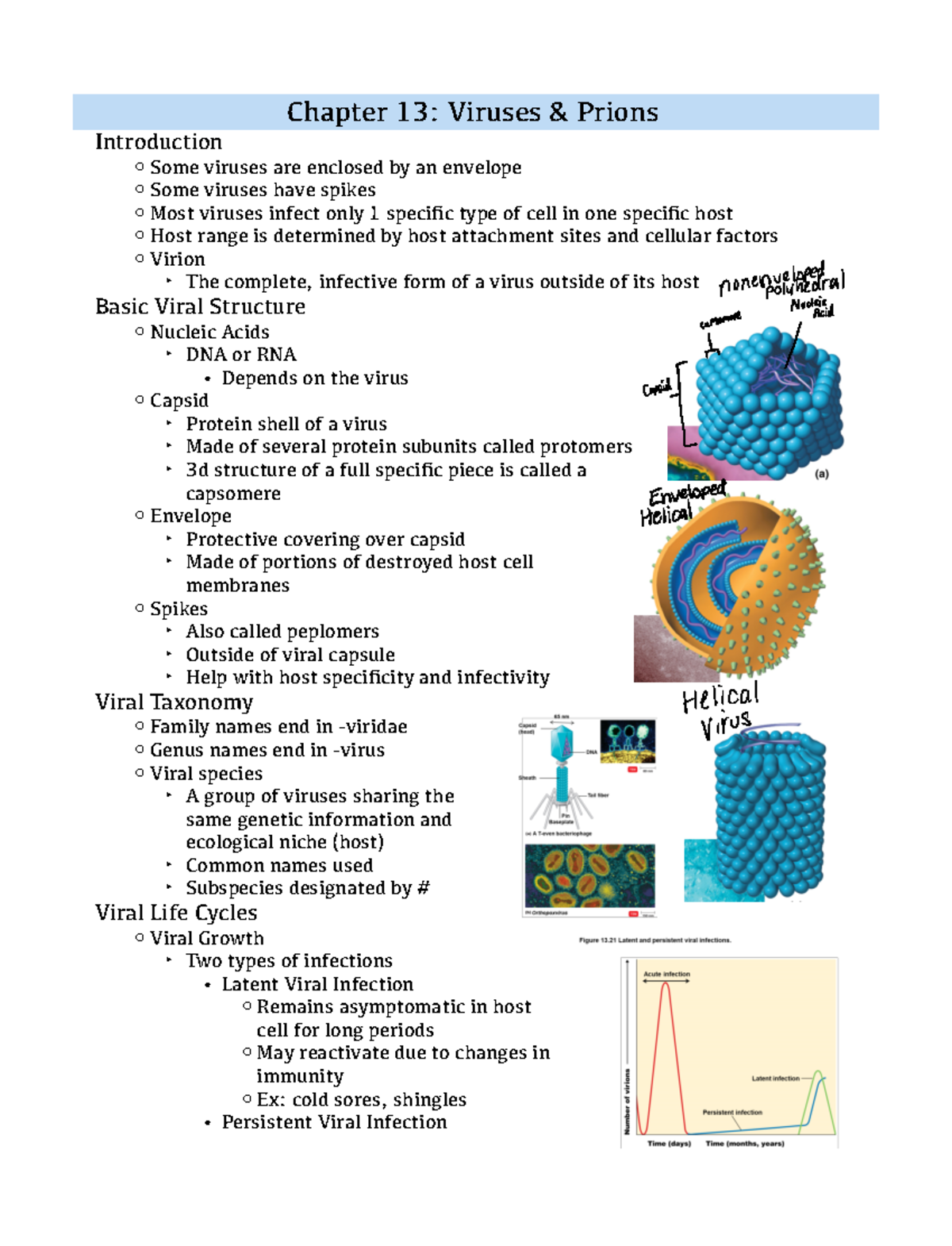 Chapter 13 Notes - Chapter 13: Viruses & Prions Introduction Some ...