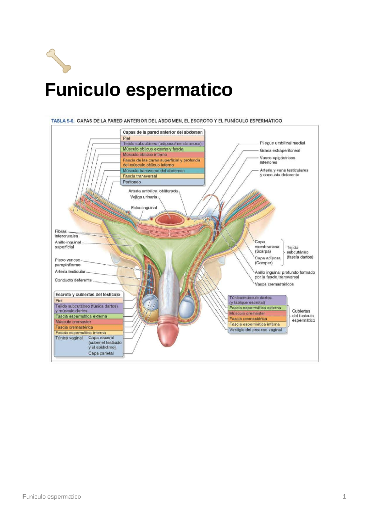 Funiculo espermatico - ³ Funiculo espermatico Cremasterica (Tiene ...