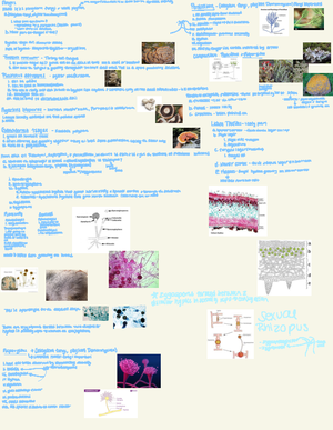 Twig and stem anatomy - PlantAnatomy stern - structure Terminal budscar ...
