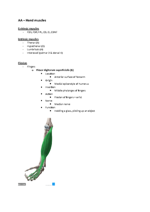 MSK Muscles-Pelvis - anatomy of the pelvic muscles - attachment ...