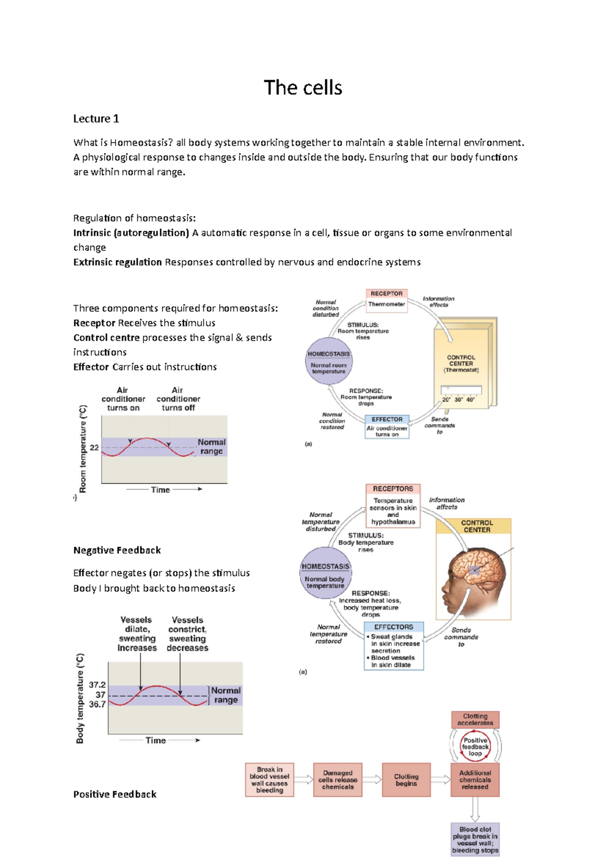 Cells - cell study notes - The cells Lecture 1 What is Homeostasis? all ...