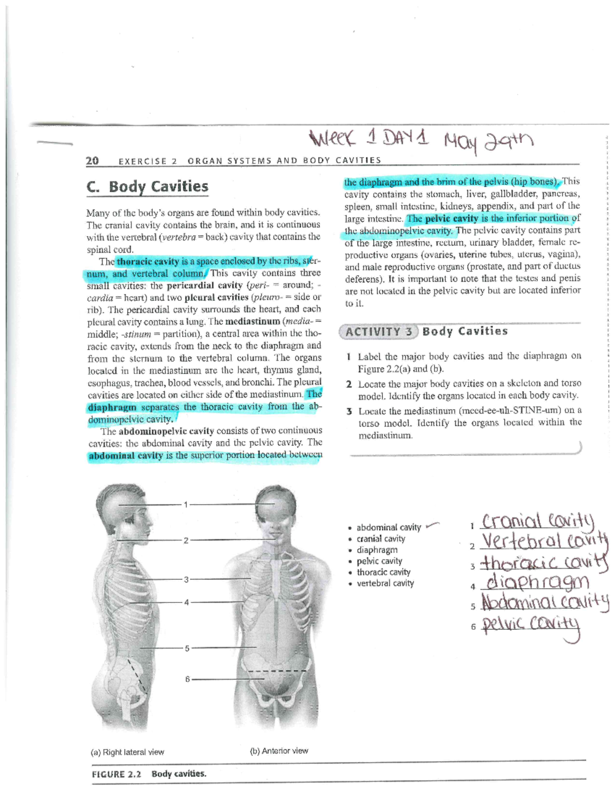Body Cavities right lateral and anterior view - BIO 2311 - Studocu