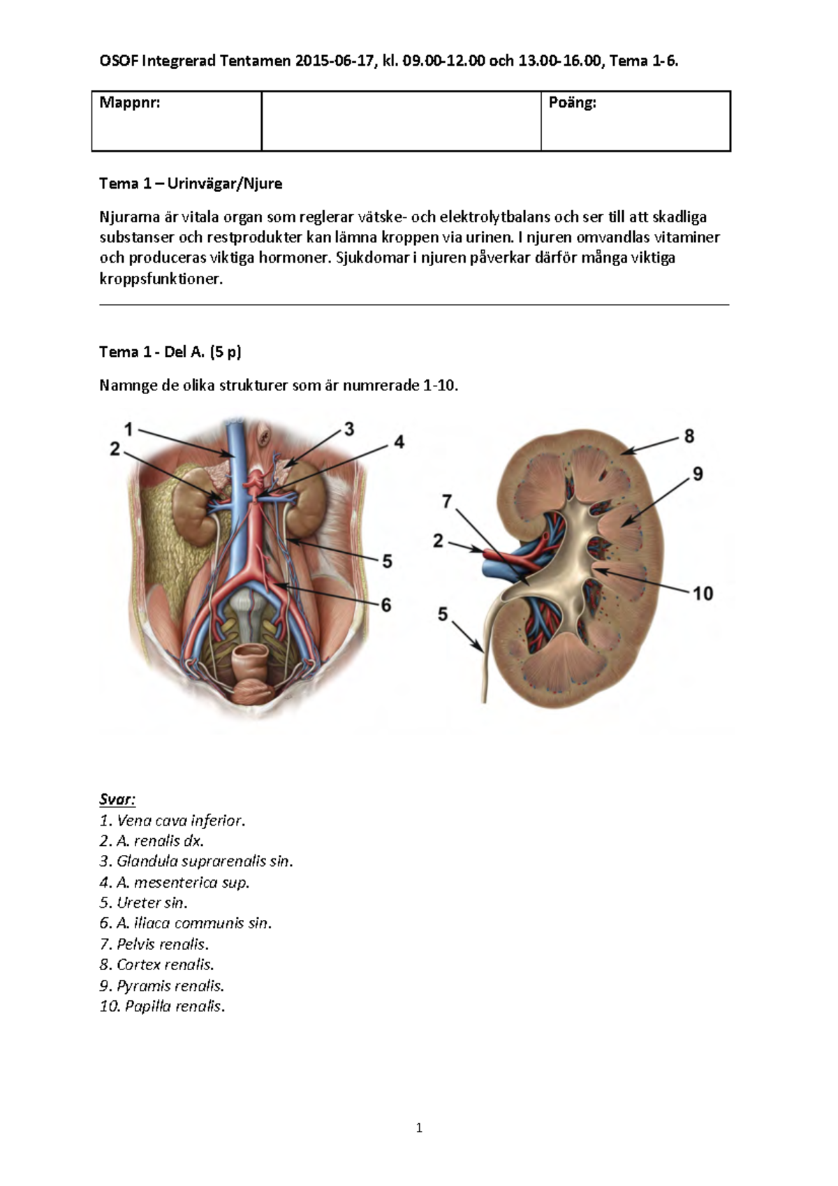 gamla tentor -osof - Mappnr: Poäng: Tema 1 – Urinvägar/Njure Njurarna ...