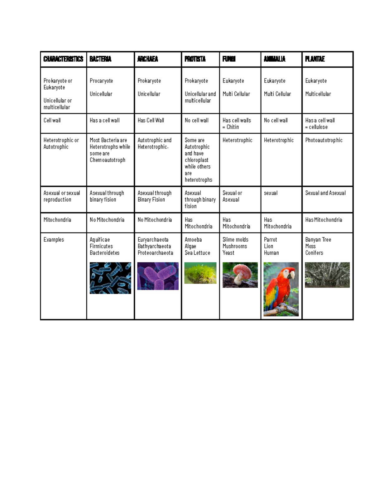 Short Story Analizing - Characteristics Bacteria Archaea Protista Fungi ...