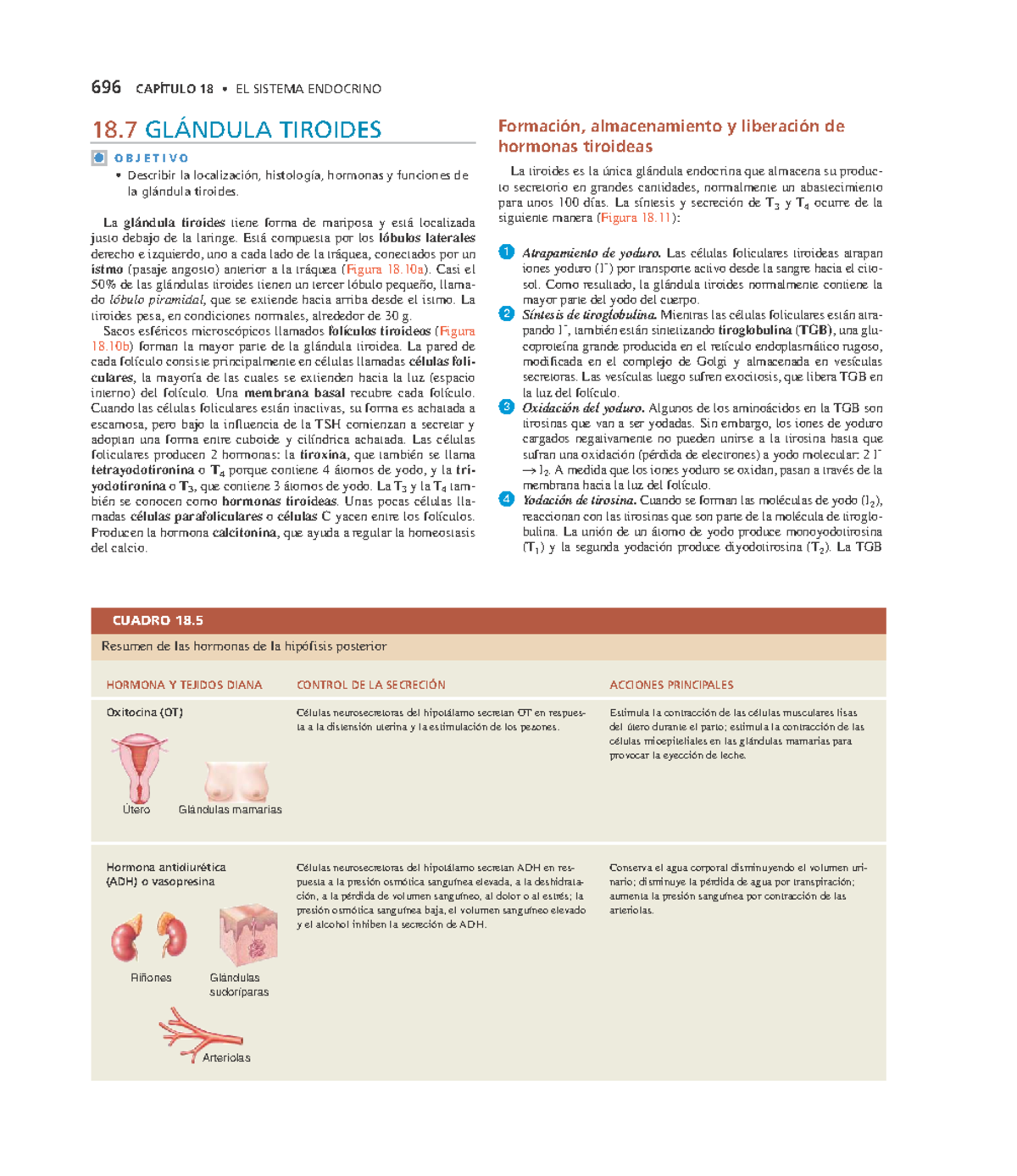Principios-de-Anatomia-y-Fisiologia-Tortora-Derrickson (1)-729-733 - 18 ...