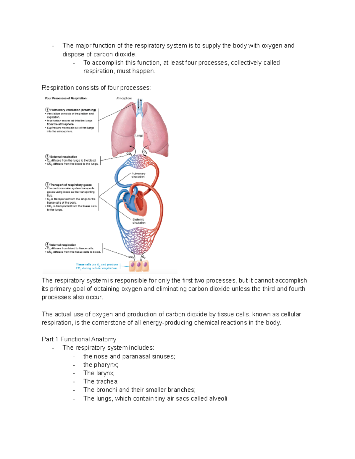 BIOL213 Respiratory System - The major function of the respiratory ...